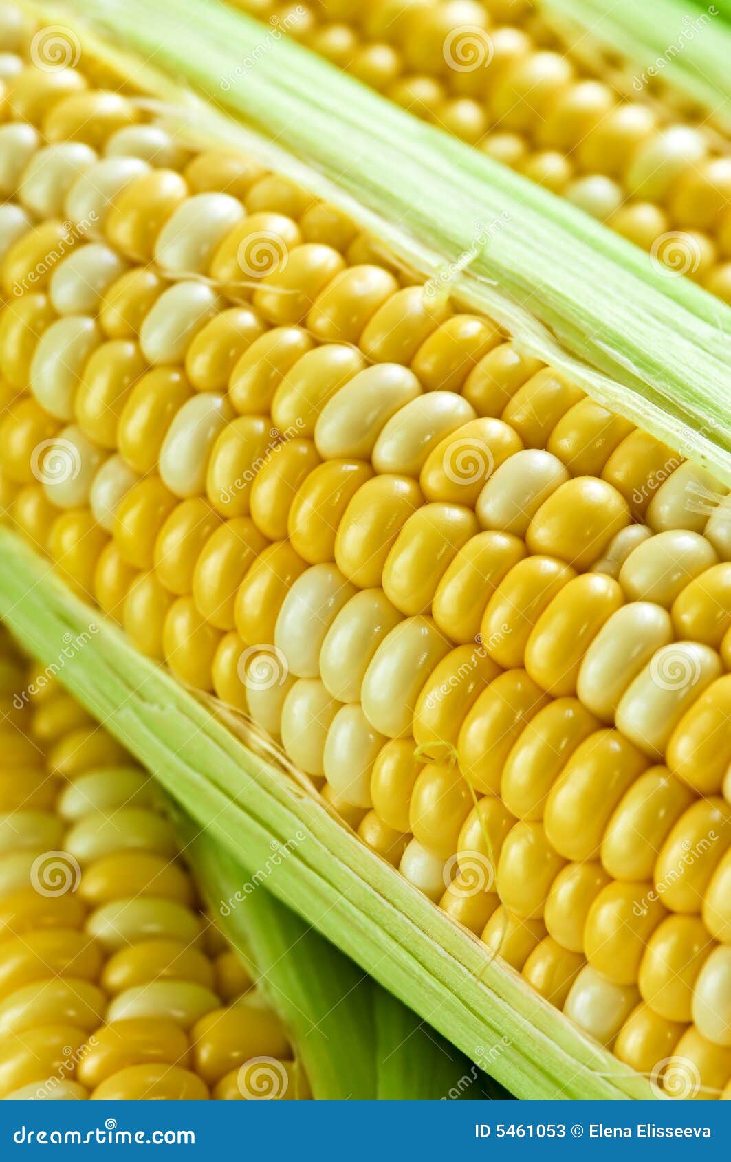 Corn close up stock image. Image of corn, green, ears - 5461053