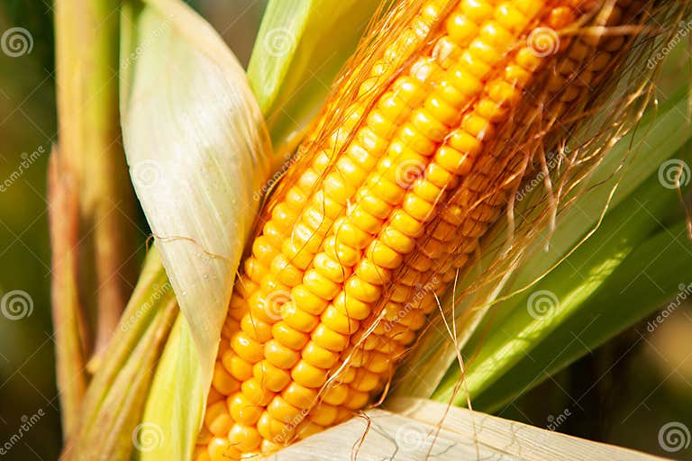 Corn, Close-up of Corn Kernels on the Cob, on the Field. Stock Photo ...