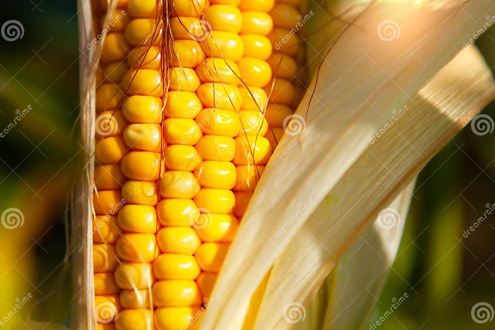 Corn, Close-up of Corn Kernels on the Cob, on the Field. Stock Image ...
