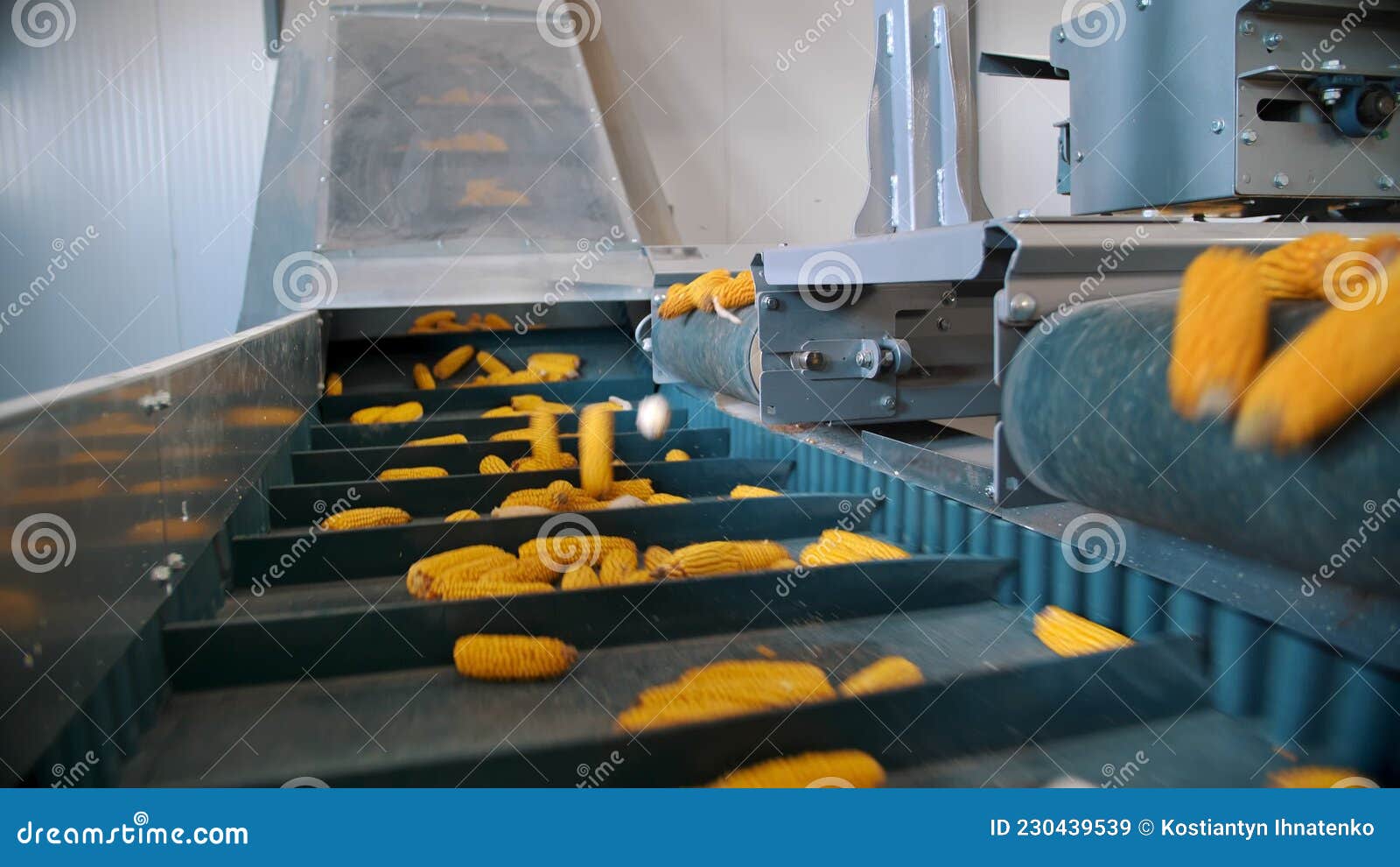 Corn. Close-up. Corn Seeds Production. Corn Processing Factory. an ...