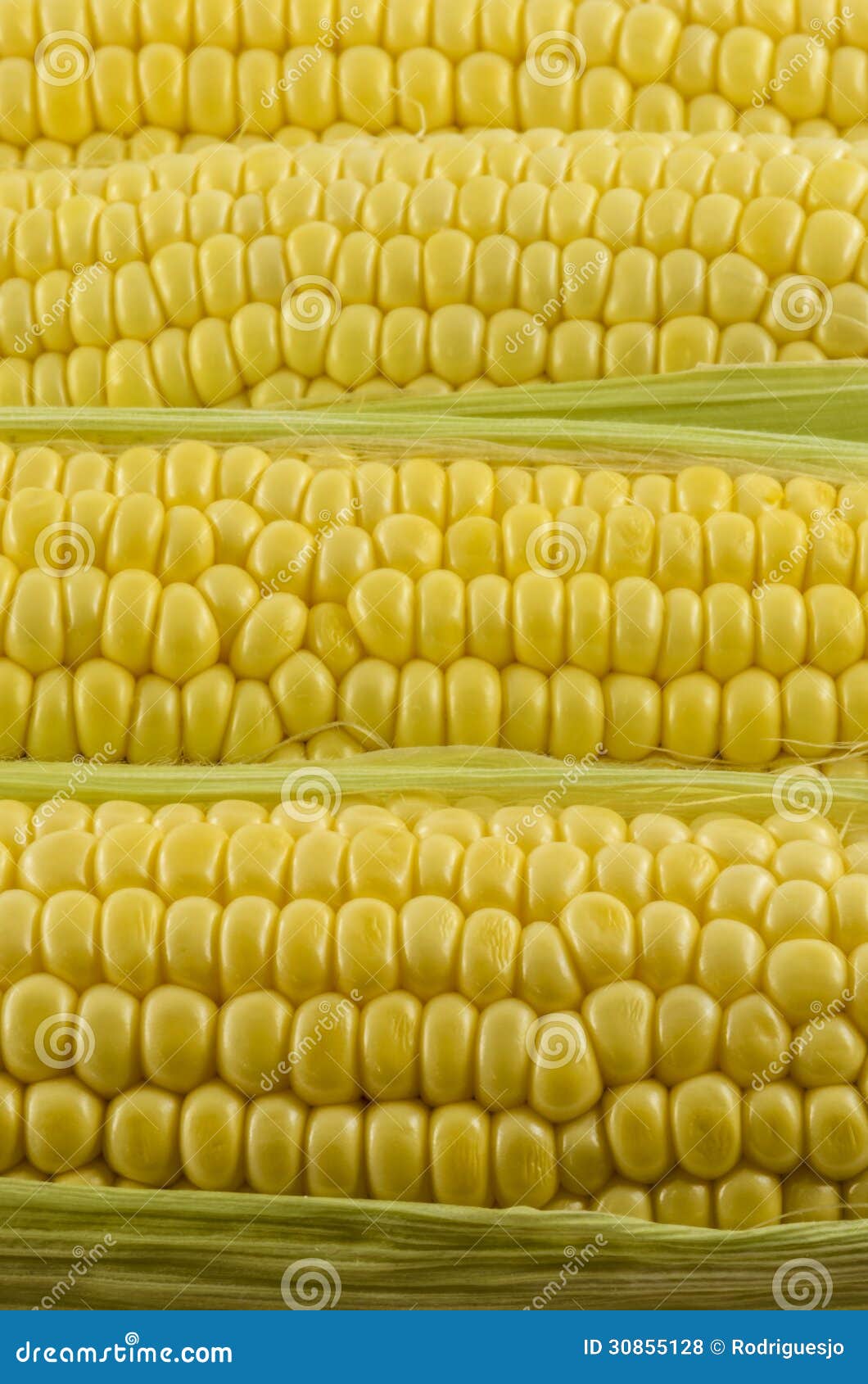 Corn Close Up 02 stock photo. Image of life, harvest - 30855128