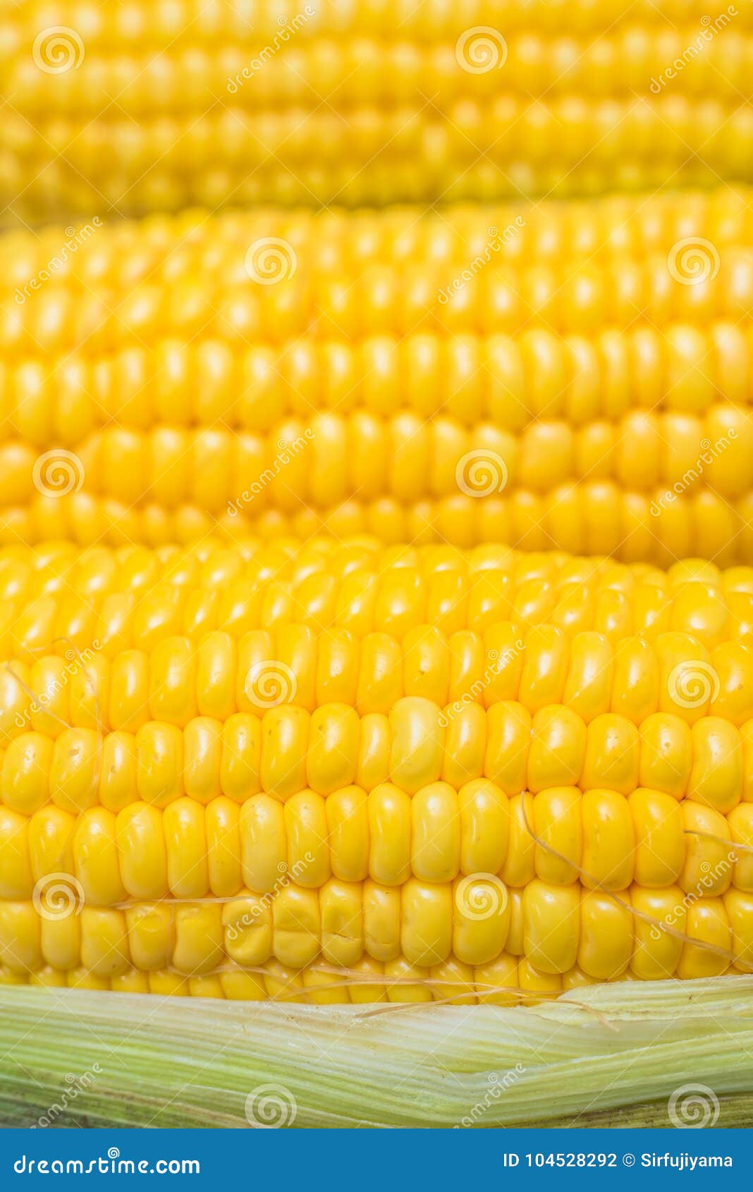Corn close-up stock photo. Image of leaf, background - 104528292