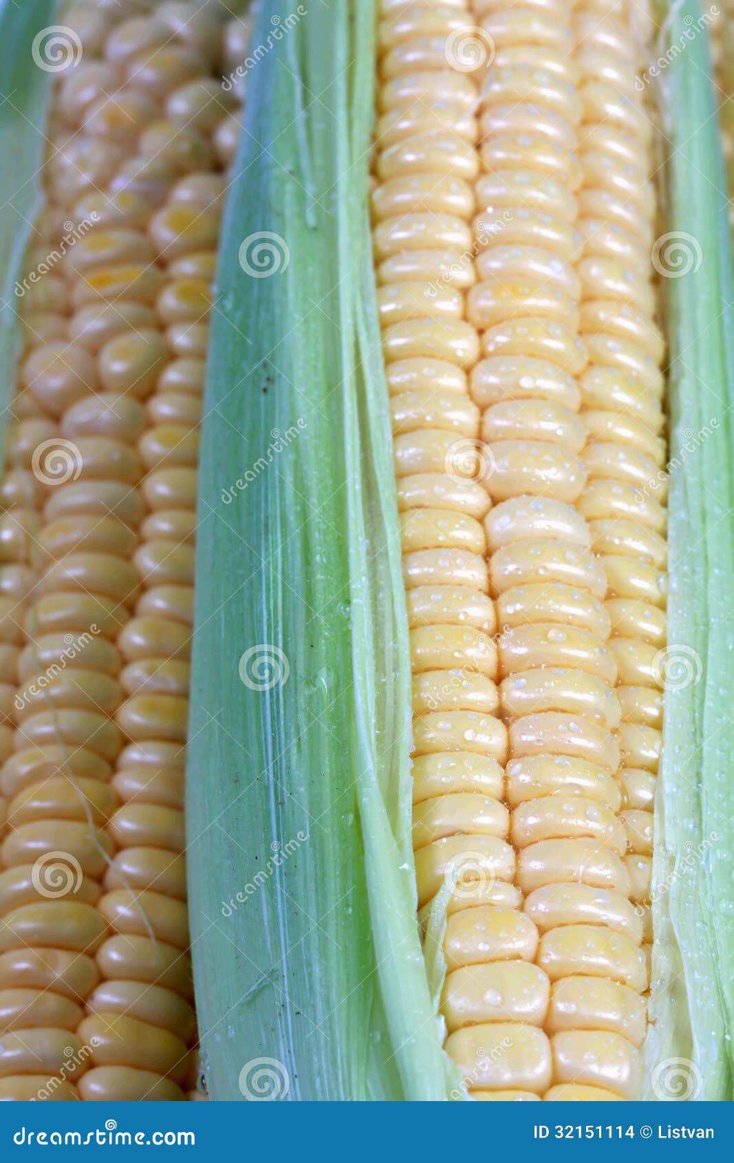 Corn stock photo. Image of nice, crop, harvest, delicious - 32151114