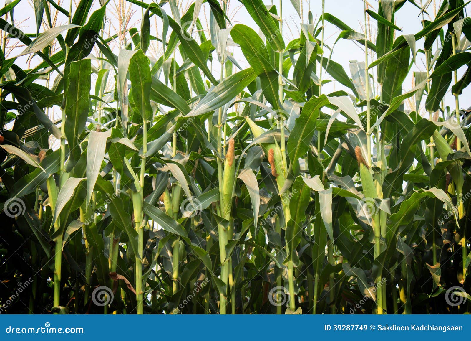 Corn close-up stock image. Image of corn, food, nonurban - 39287749