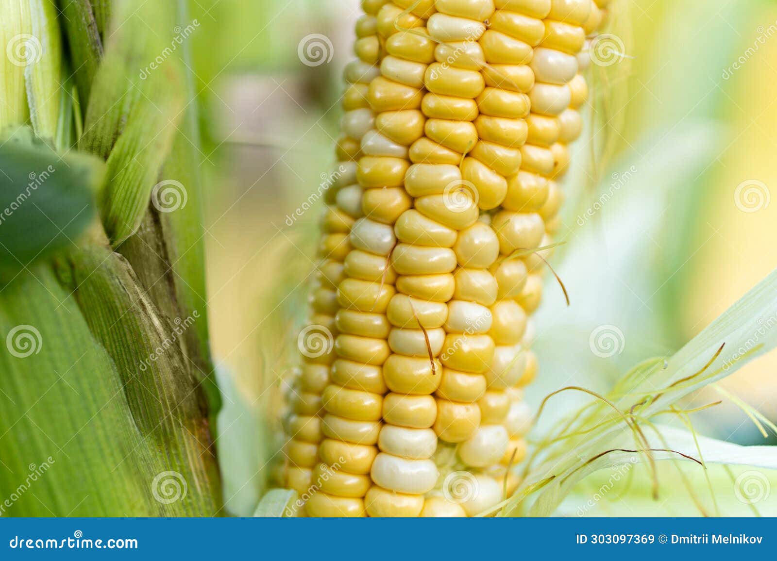 Corn Close-up Grows in a Field. Close-up Corn Cobs in Corn Plantation ...