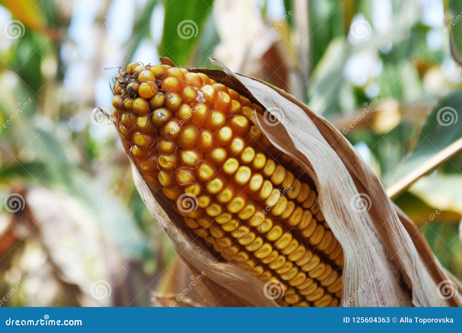 Corn in a close-up field stock image. Image of field - 125604363