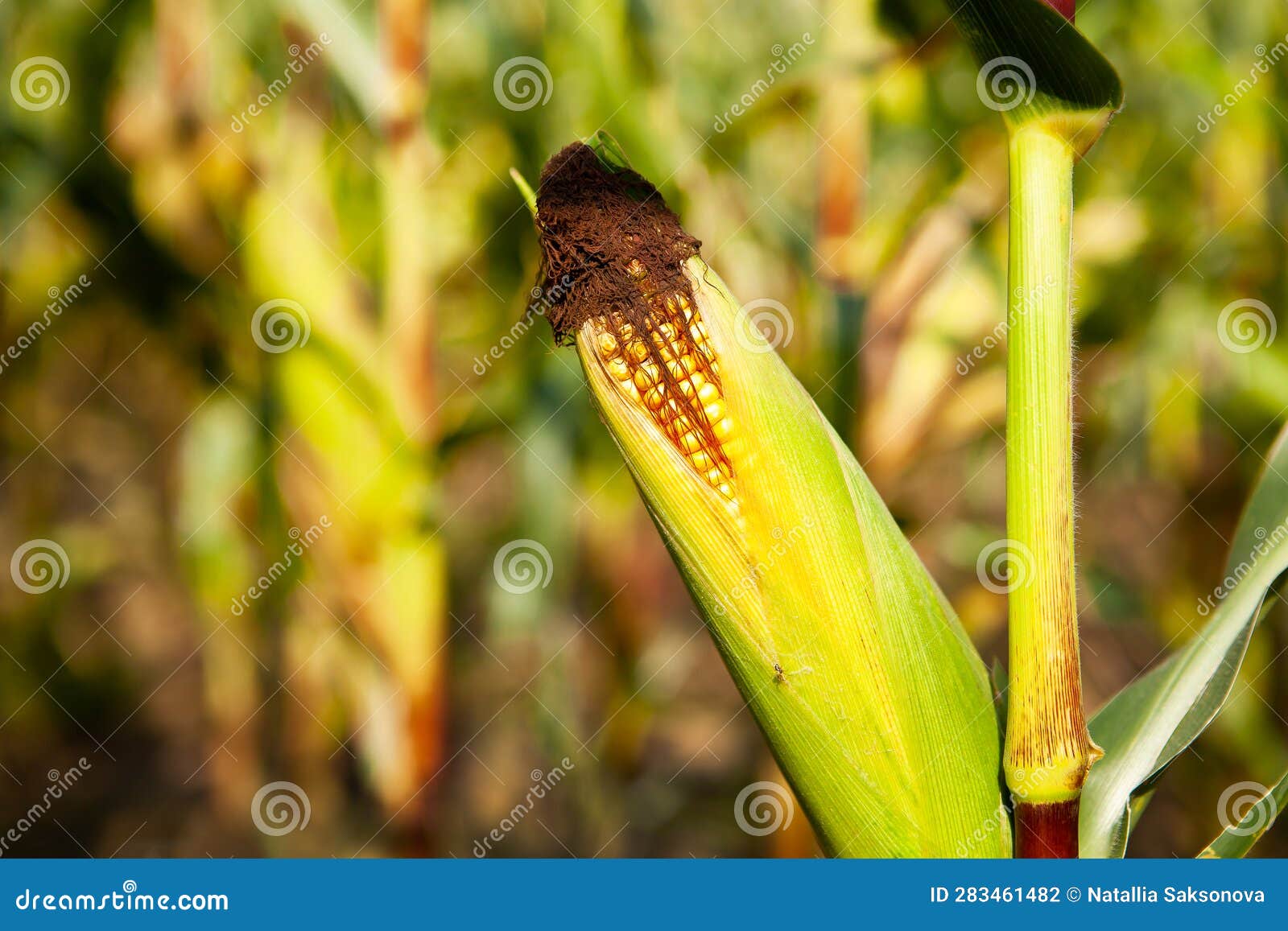 Corn, Close-up of Corn Kernels on the Cob, on the Field. Stock Photo ...