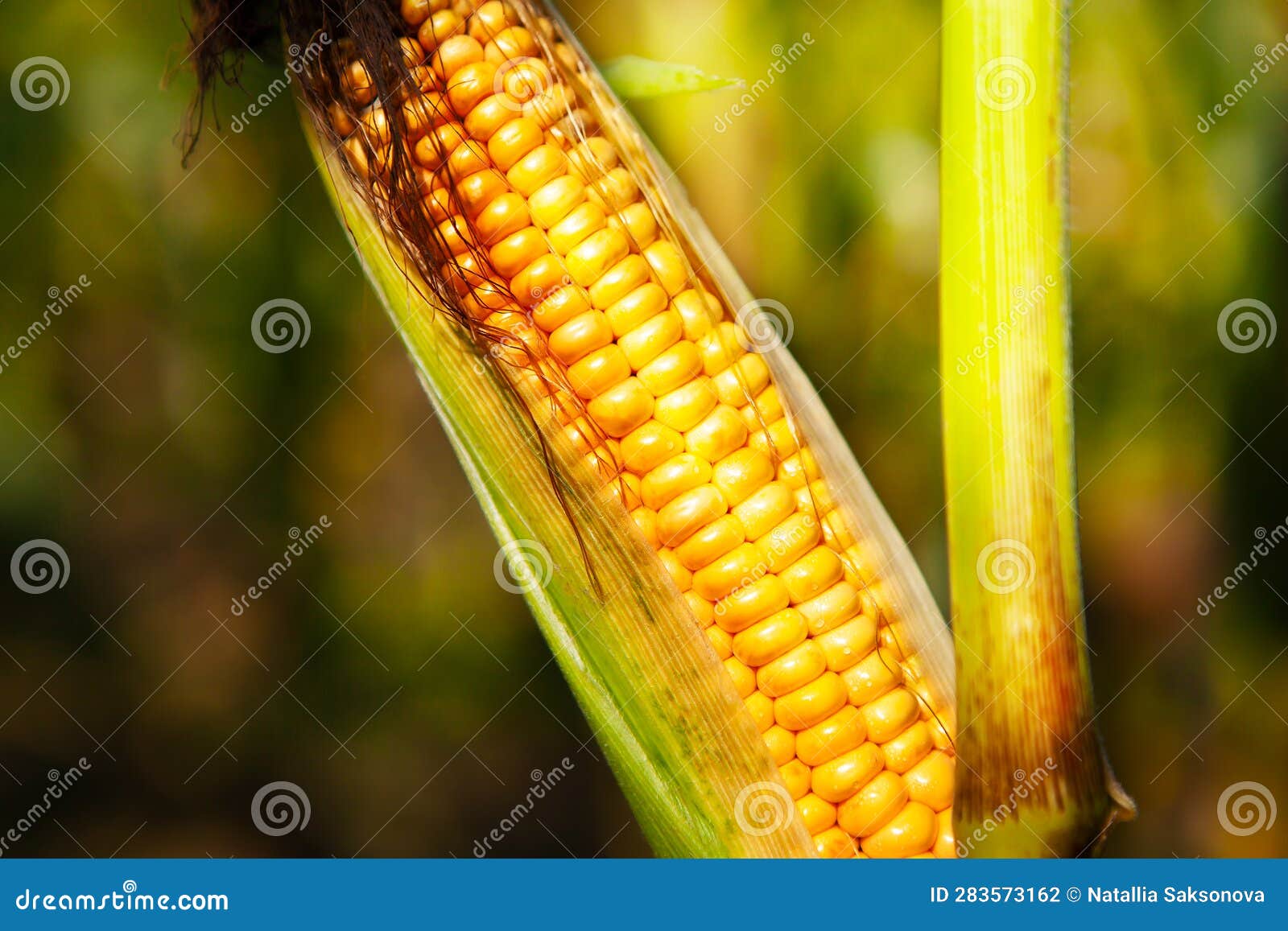 Corn, Close-up of Corn Kernels on the Cob, on the Field. Stock Photo ...