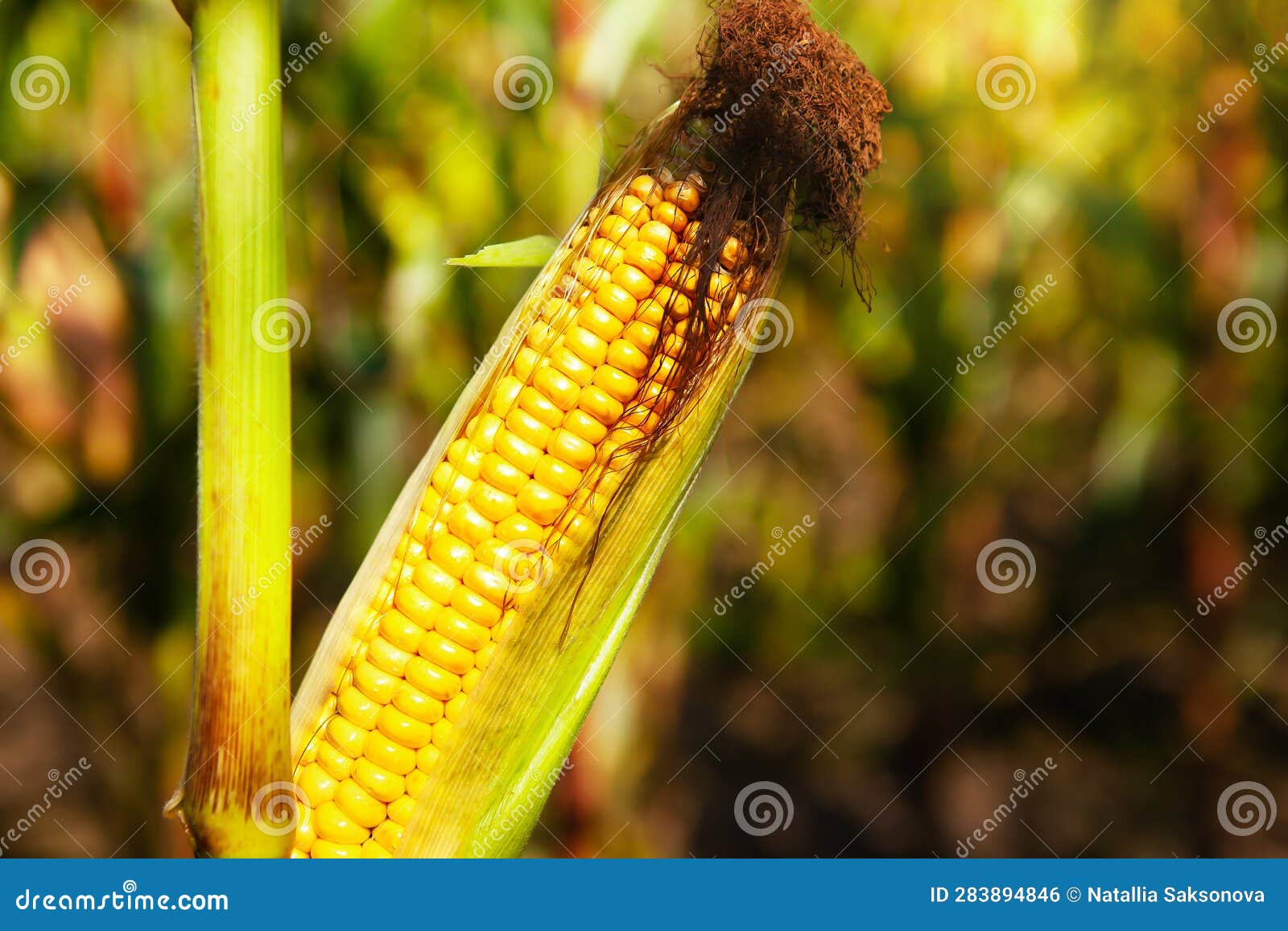 Corn, Close-up of Corn Kernels on the Cob, on the Field. Stock Photo ...