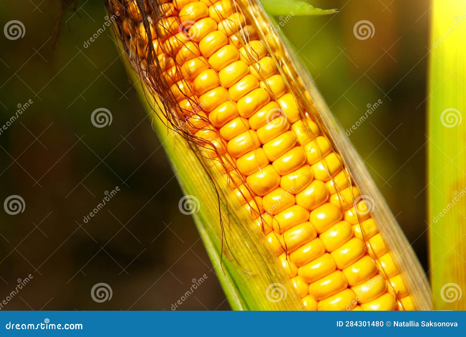 Corn, Close-up of Corn Kernels on the Cob, on the Field. Stock Photo ...