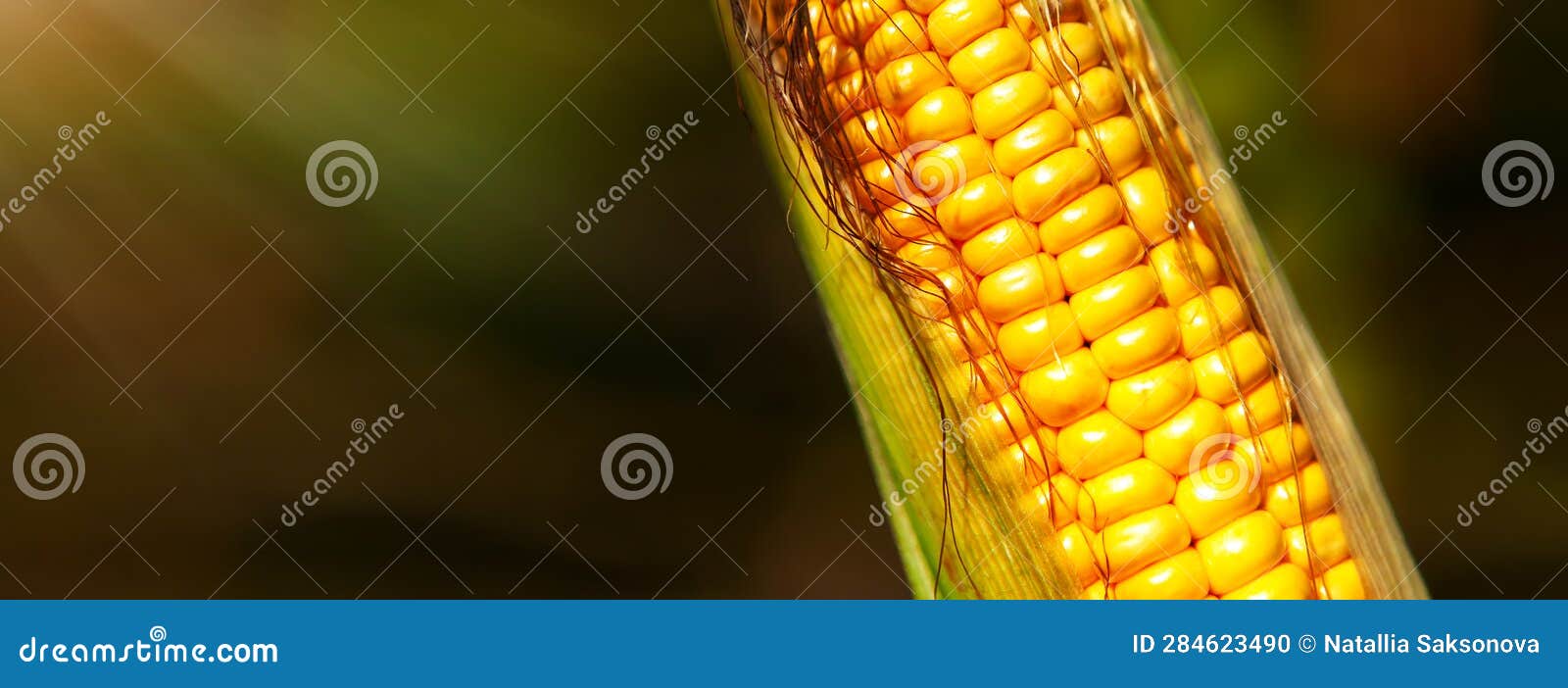 Corn, Close-up of Corn Kernels on the Cob, on the Field. Stock Photo ...