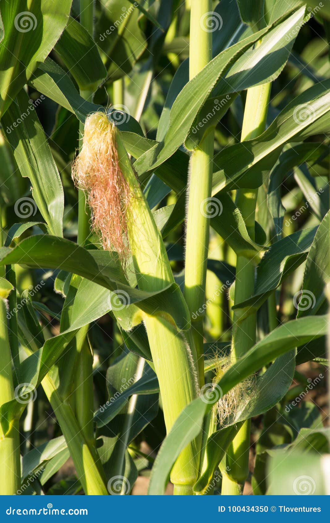 Corn Close Up stock photo. Image of close, food, ears - 100434350