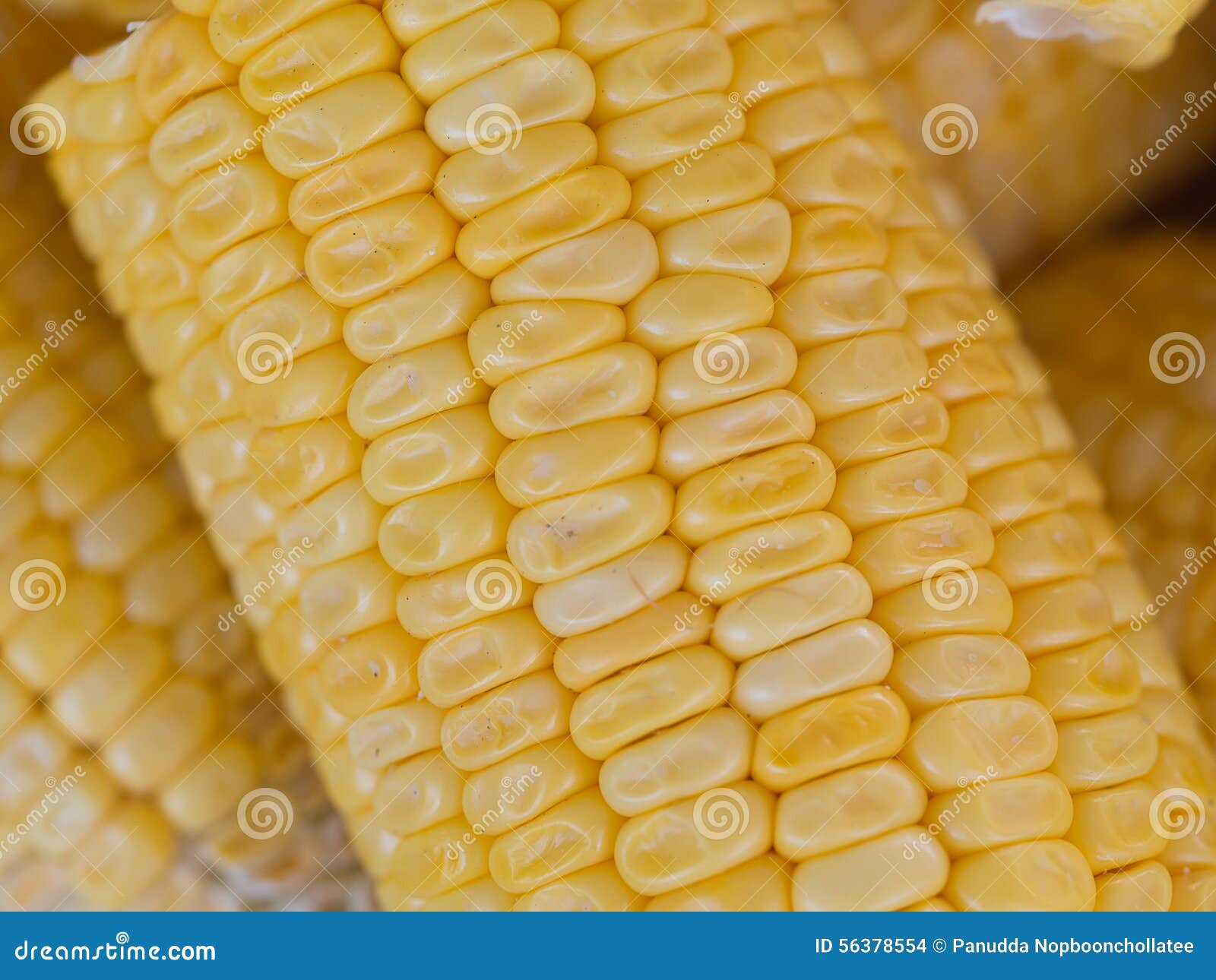 Corn stock photo. Image of healthy, produce, vegetable - 56378554