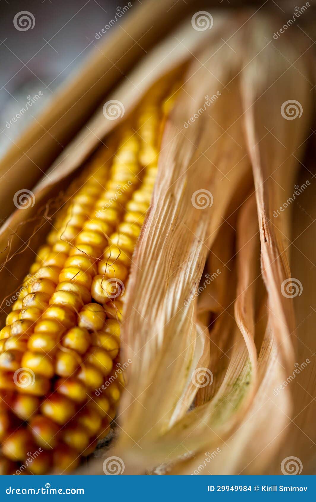 Corn close-up. stock photo. Image of plant, healthy, harvesting - 29949984