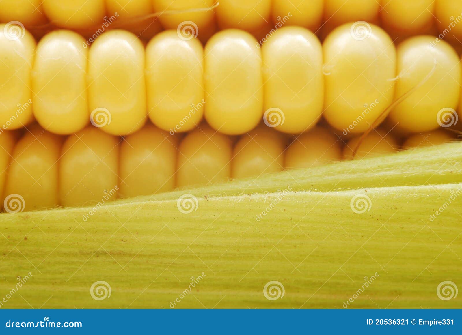 Corn closeup stock image. Image of macro, cereal, green - 20536321