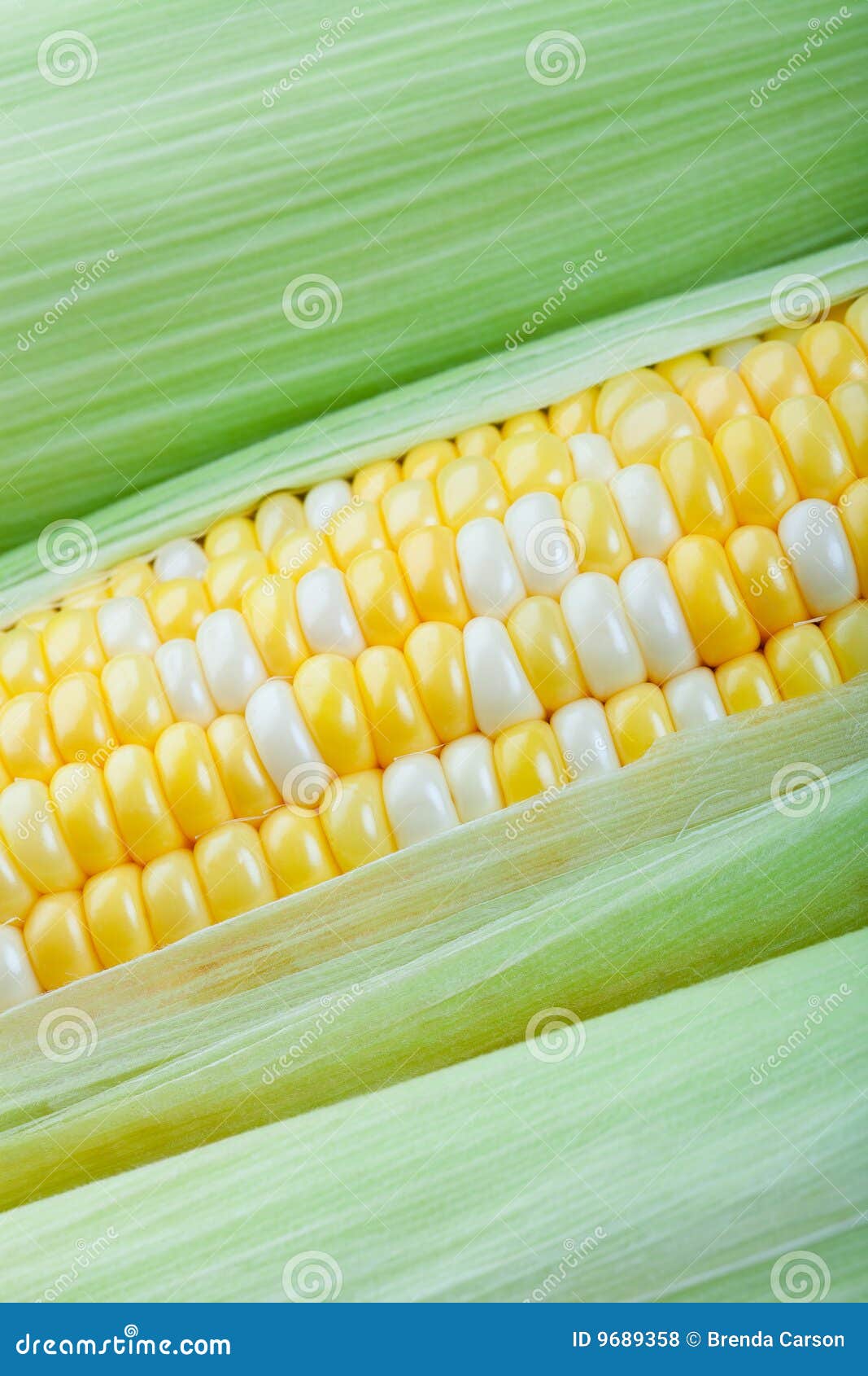 Corn Closeup stock photo. Image of detail, crop, harvest - 9689358