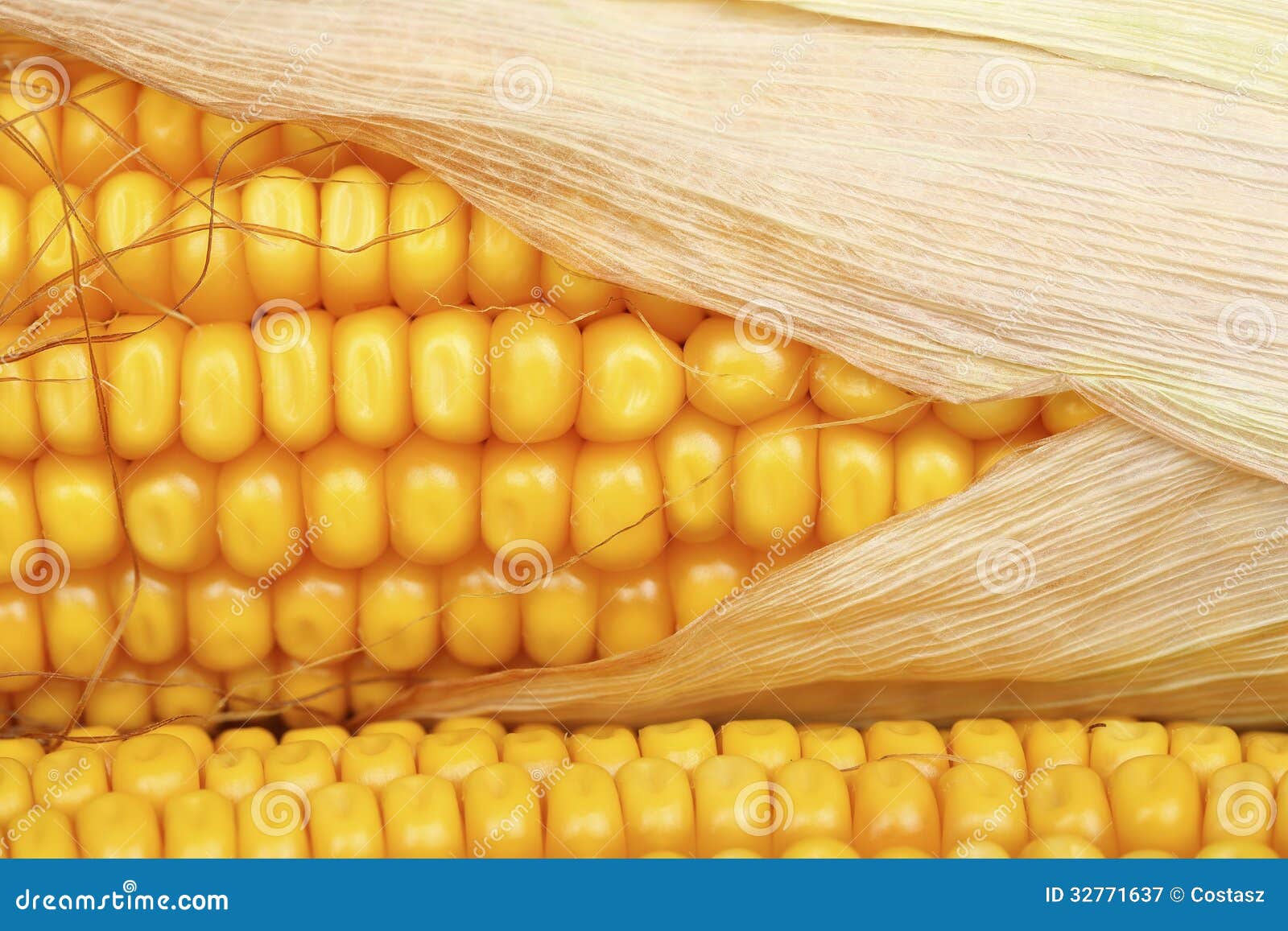 Corn closeup stock image. Image of nutritious, golden - 32771637