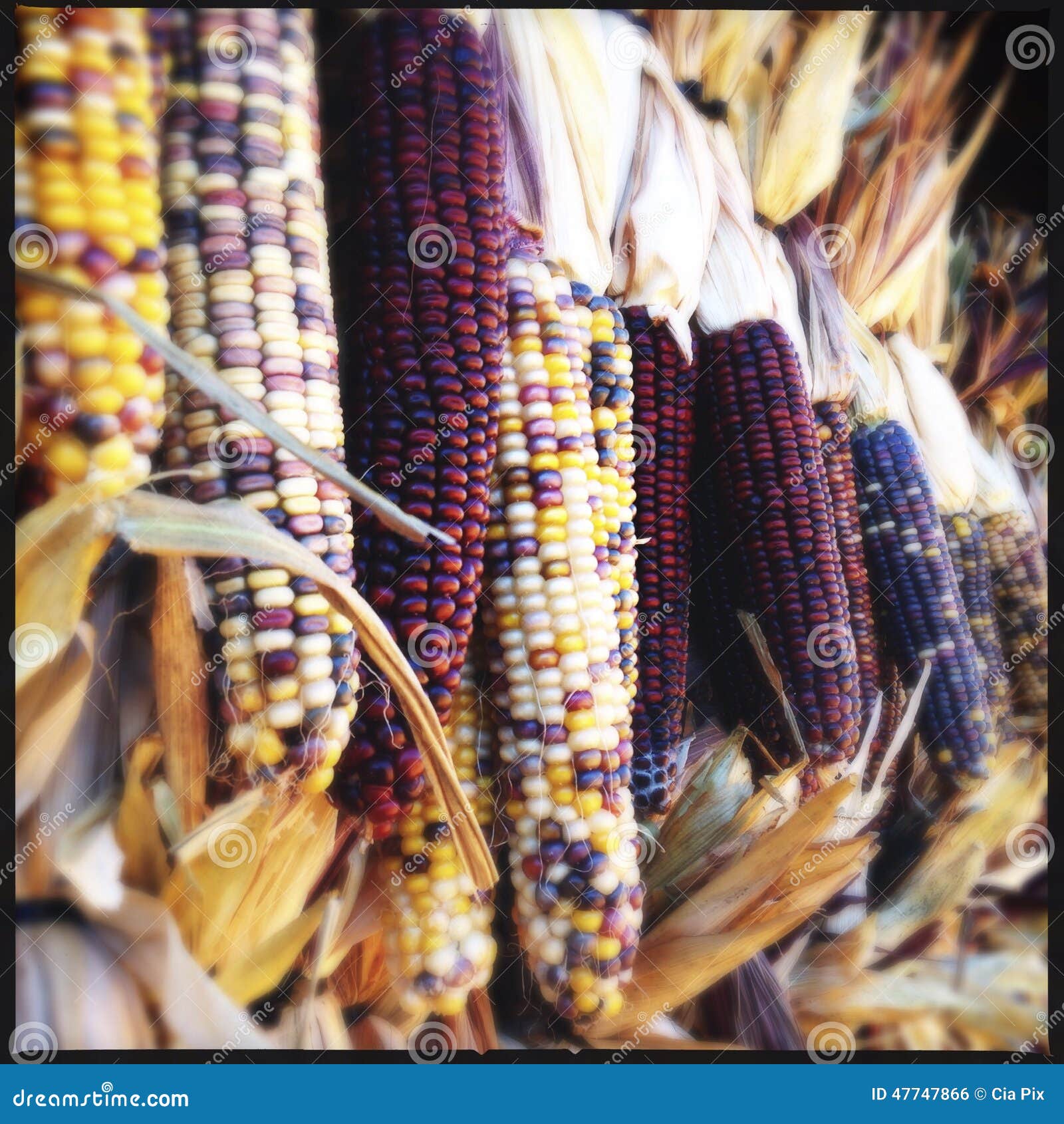 Corn closeup stock photo. Image of yellow, farm, black - 47747866