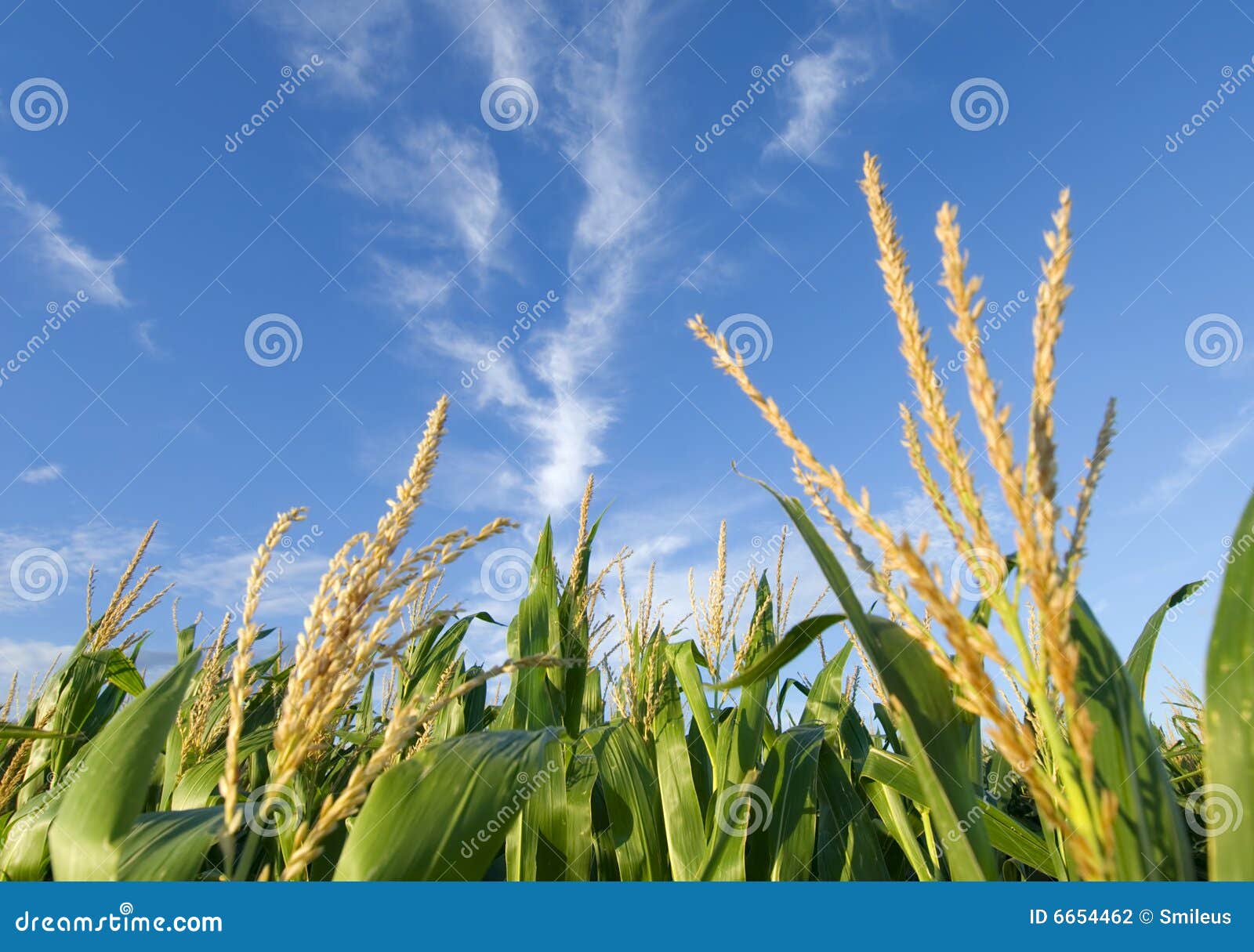 Corn and clouds stock photo. Image of products, natural - 6654462