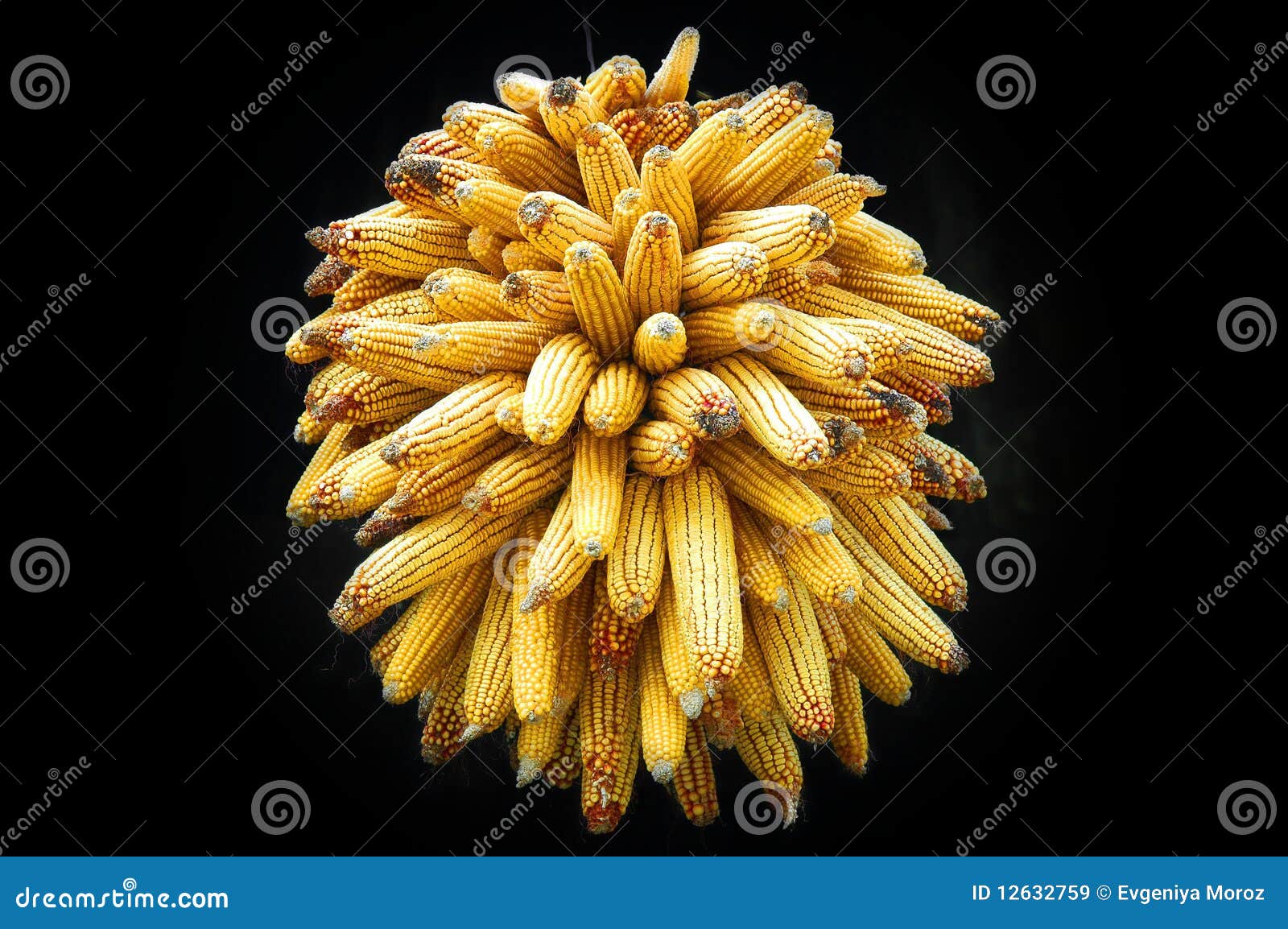 Corn cluster stock image. Image of farm, autumn, decorated - 12632759