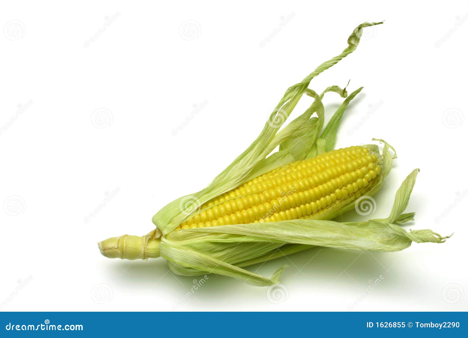 Corn Cob 1 stock image. Image of husk, food, crop, yellow - 1626855