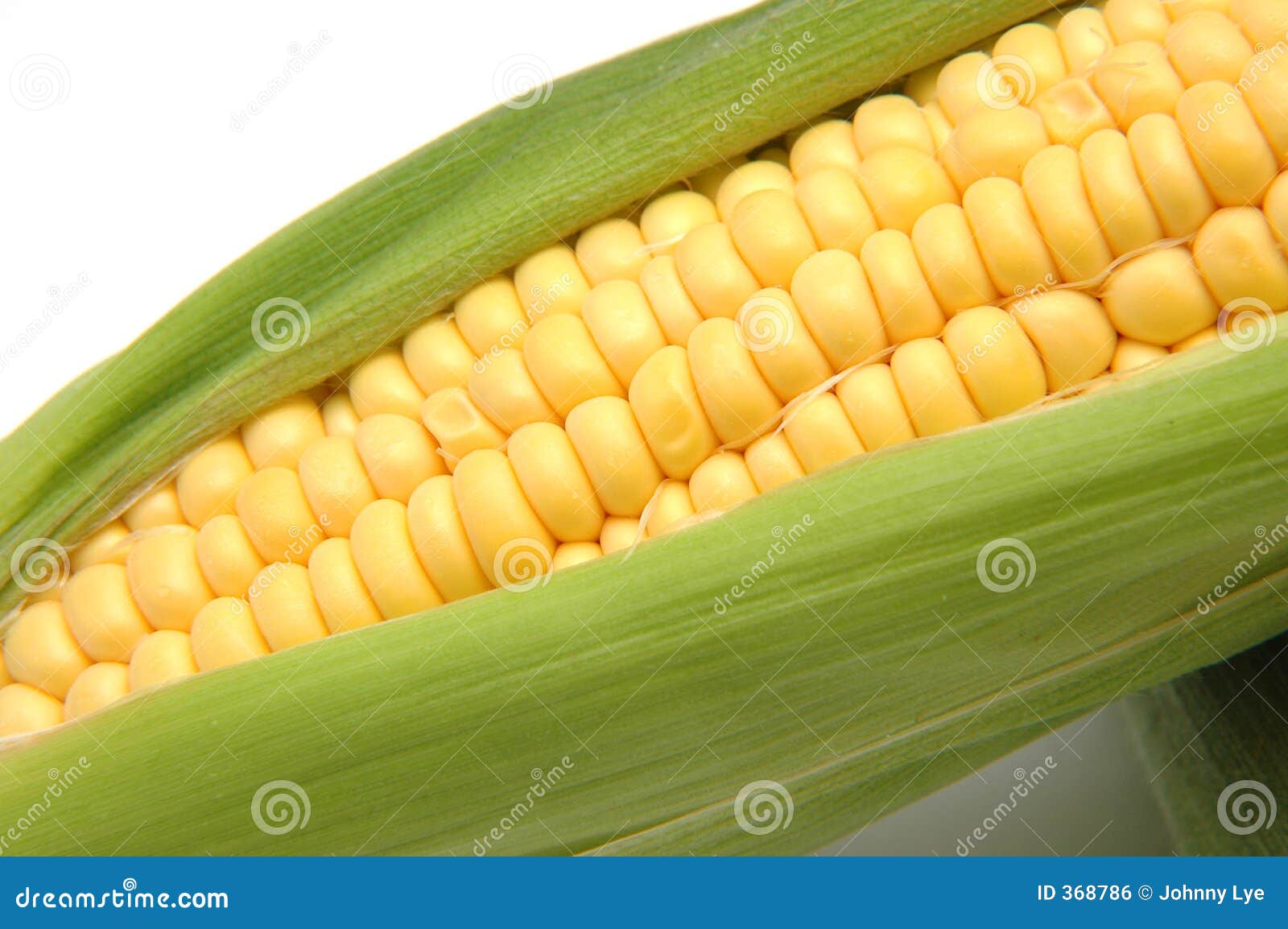 Corn in Cob 1 stock photo. Image of grain, green, farm - 368786