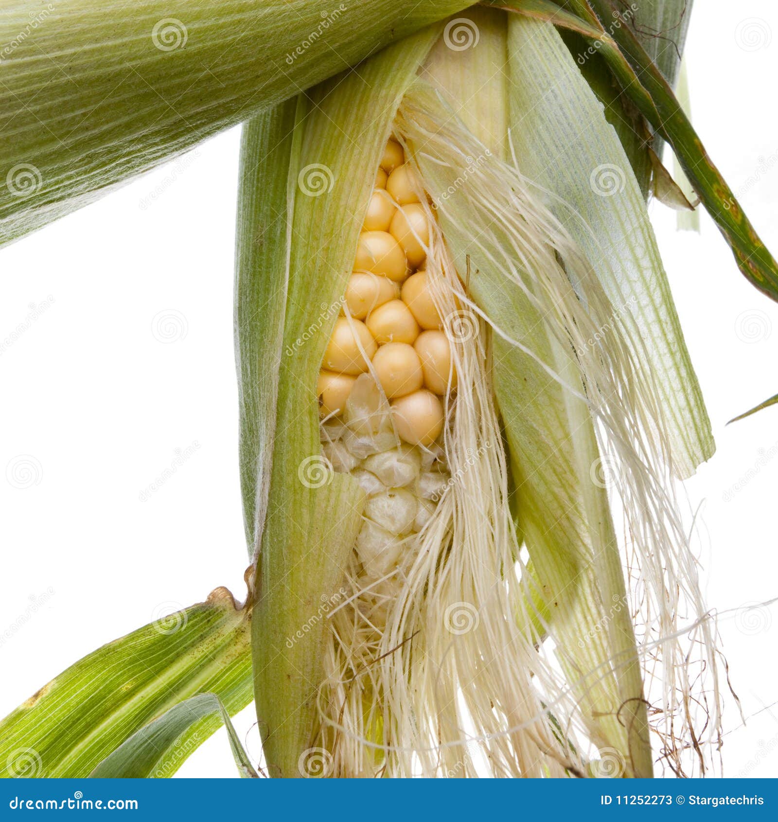 Corn on the cob stock image. Image of crop, detail, vegetable - 11252273