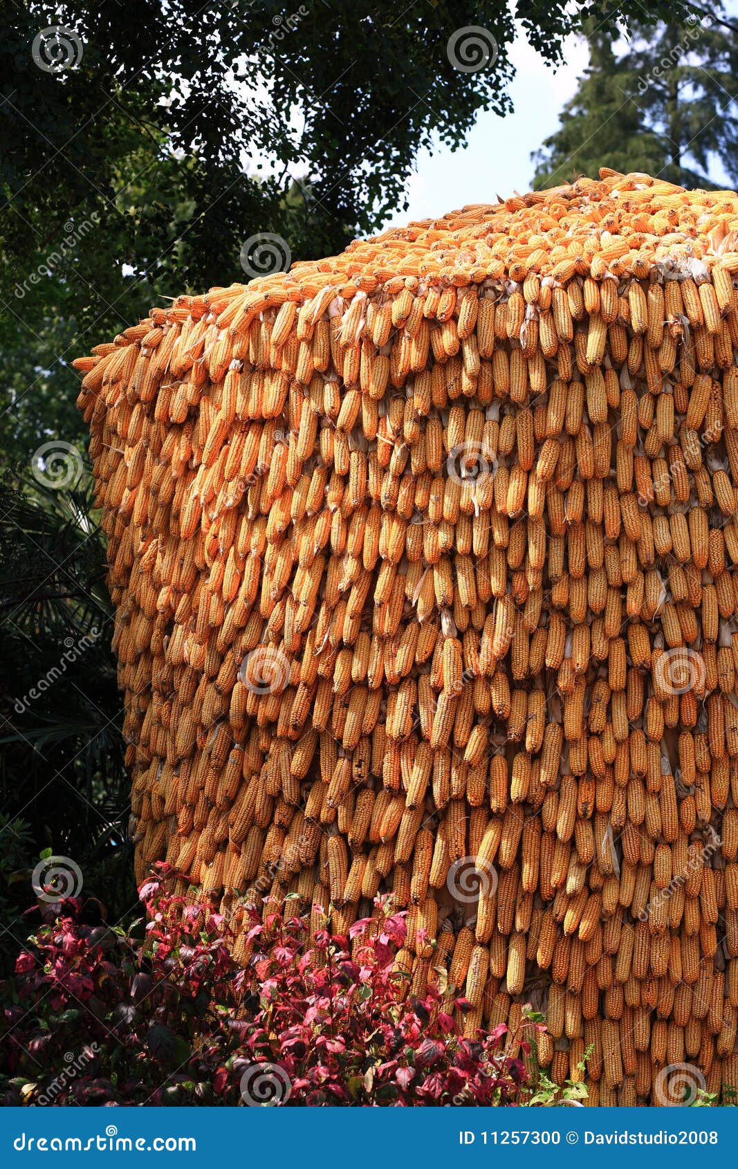 Corn cob stock photo. Image of sweet, corn, nature, vegetable - 11257300