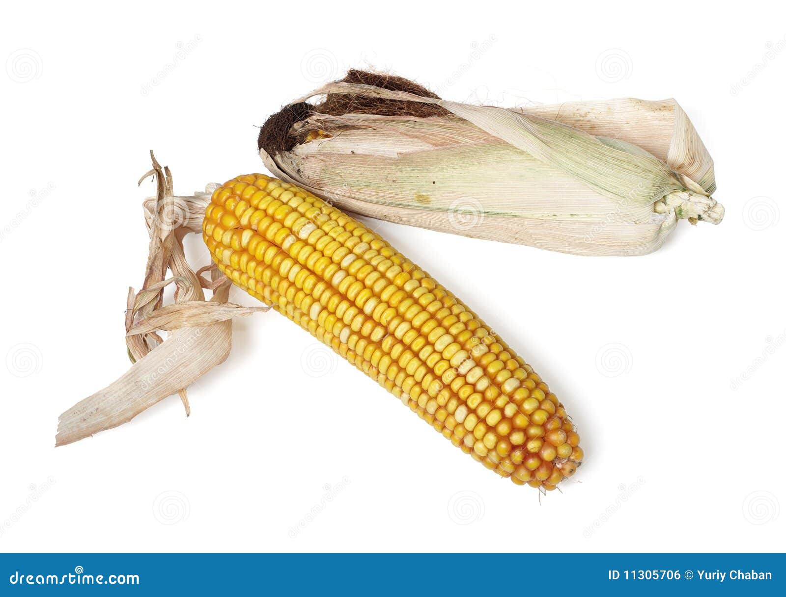 Corn-cob stock photo. Image of food, bright, dietary - 11305706