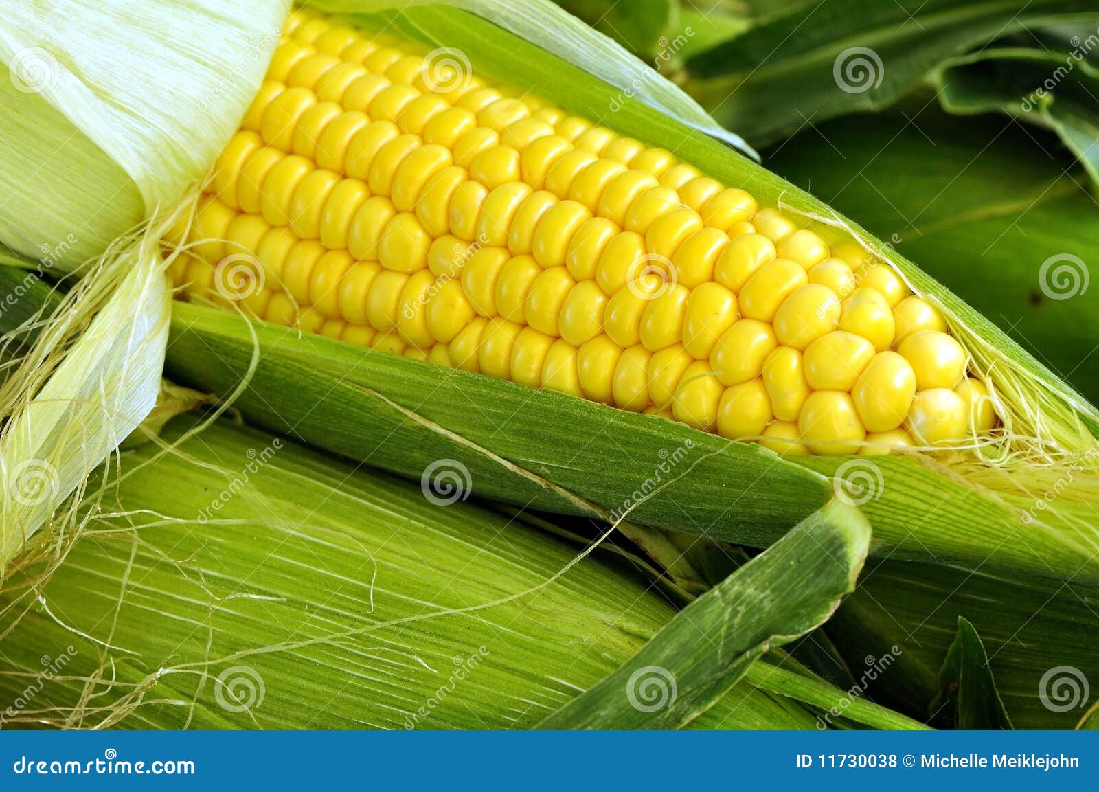 Corn Cob stock photo. Image of health, vegetable, husk - 11730038