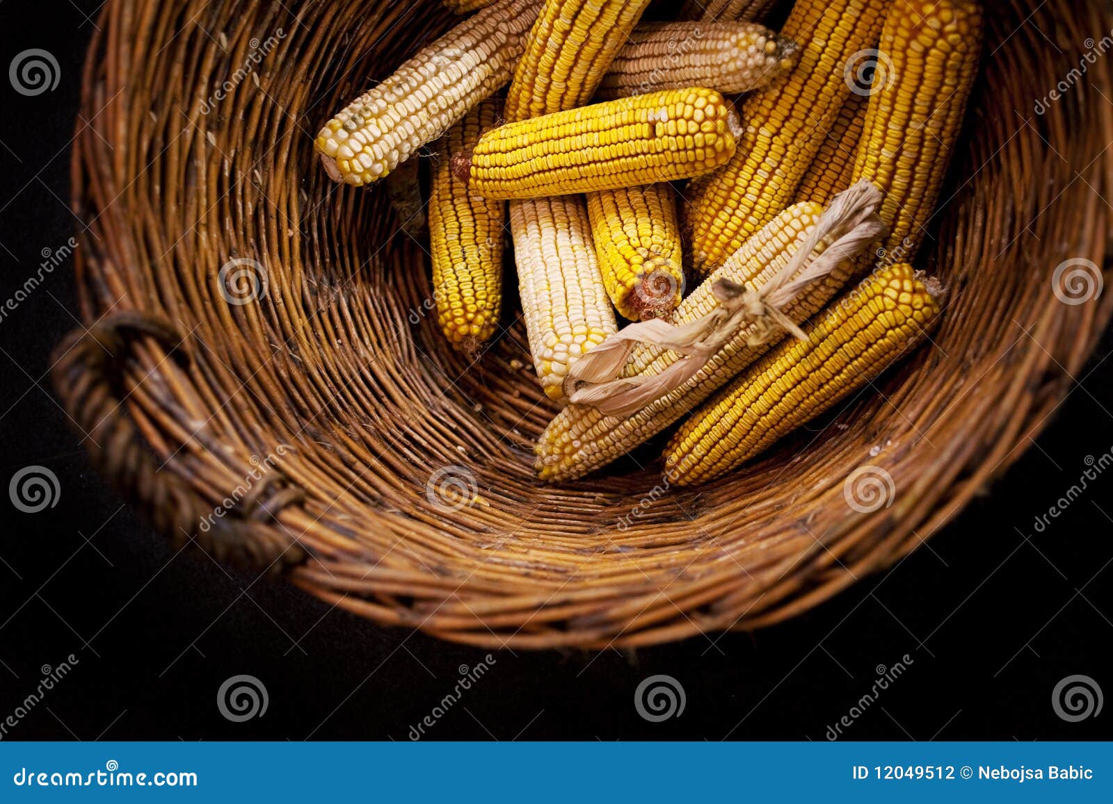 Corn on the cob stock photo. Image of nutrition, feed - 12049512