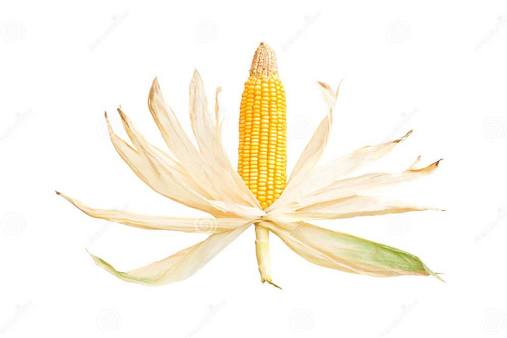 Corn cob stock image. Image of autumn, cone, grow, fall - 15601685