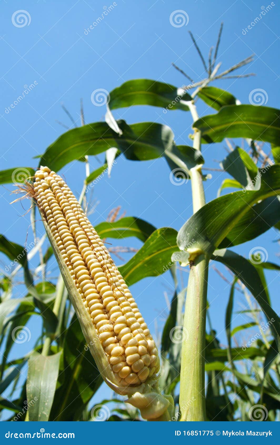 Corn on the cob stock image. Image of cultivated, energy - 16851775