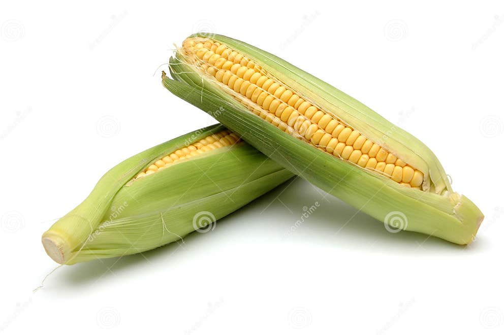 Corn in Cob 2 stock image. Image of consume, morning, agriculture - 368787