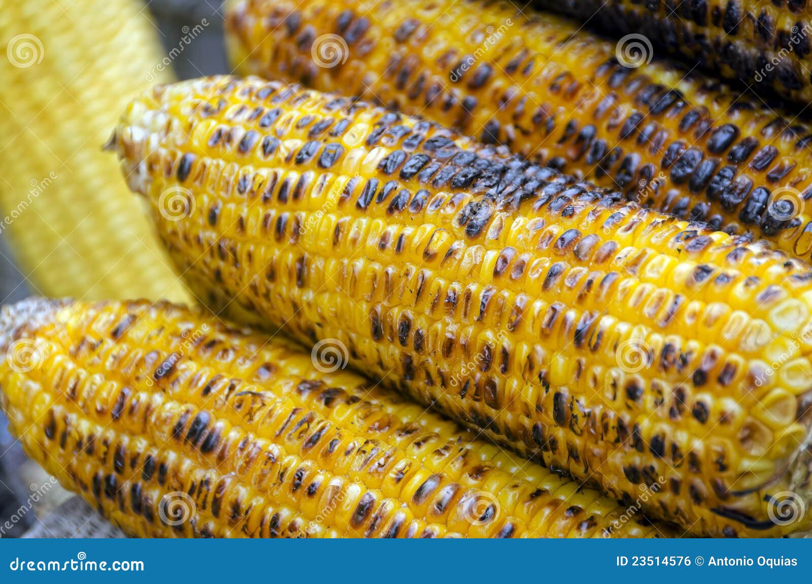Corn Cob stock photo. Image of agricultural, food, plant - 23514576
