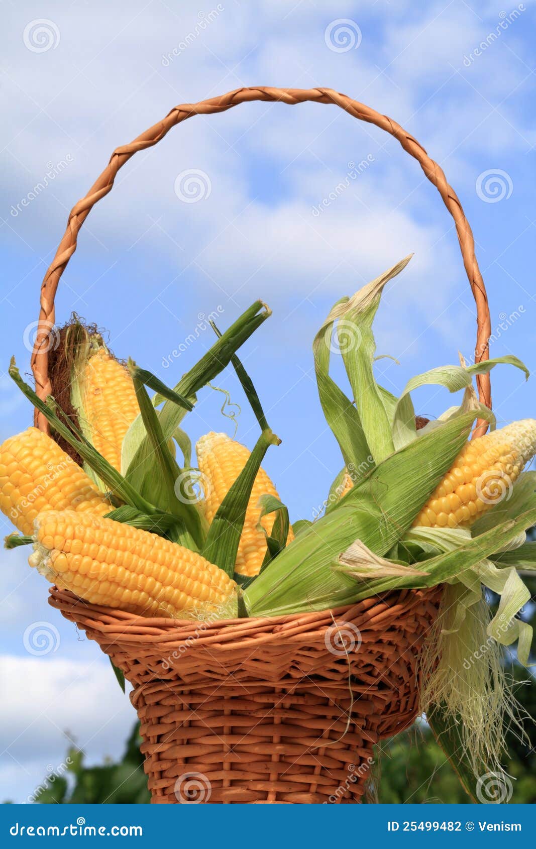 Corn on the Cob stock photo. Image of tuft, nature, arrangement - 25499482