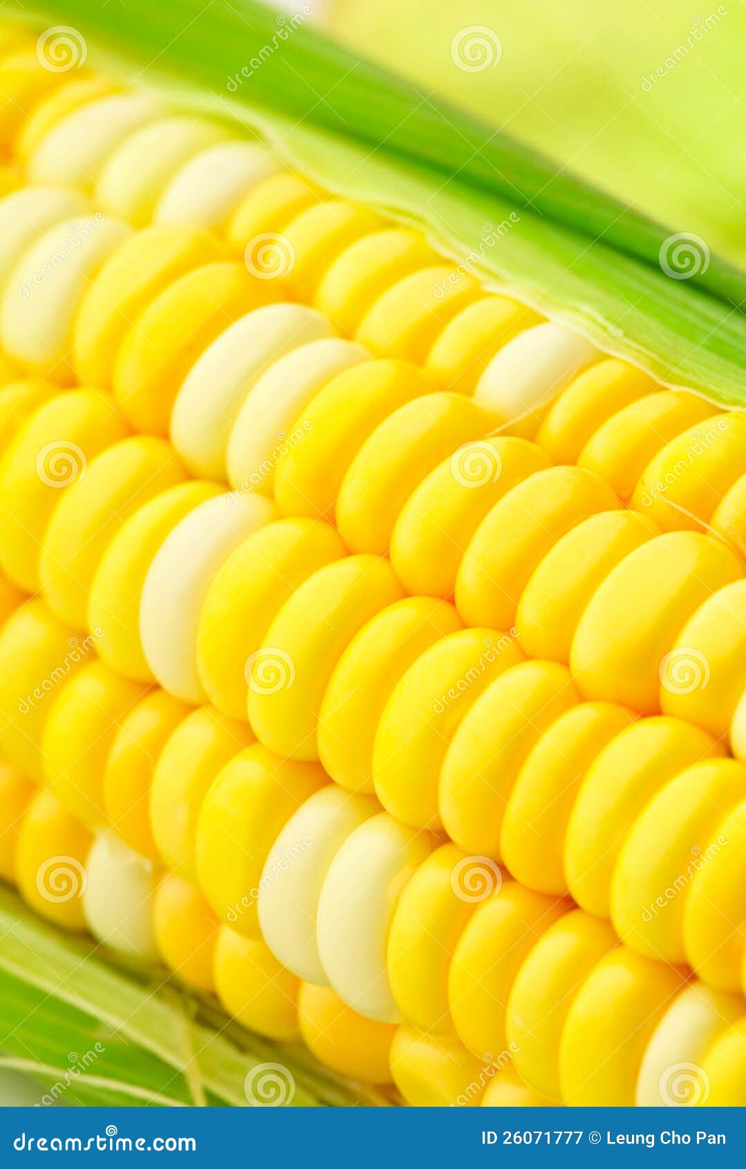 Corn cob stock image. Image of cuisine, kernel, cooking - 26071777