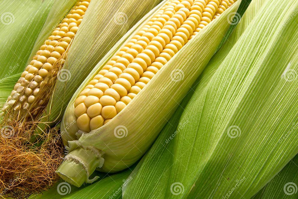 Corn and cob stock image. Image of green, eating, flake - 26508835