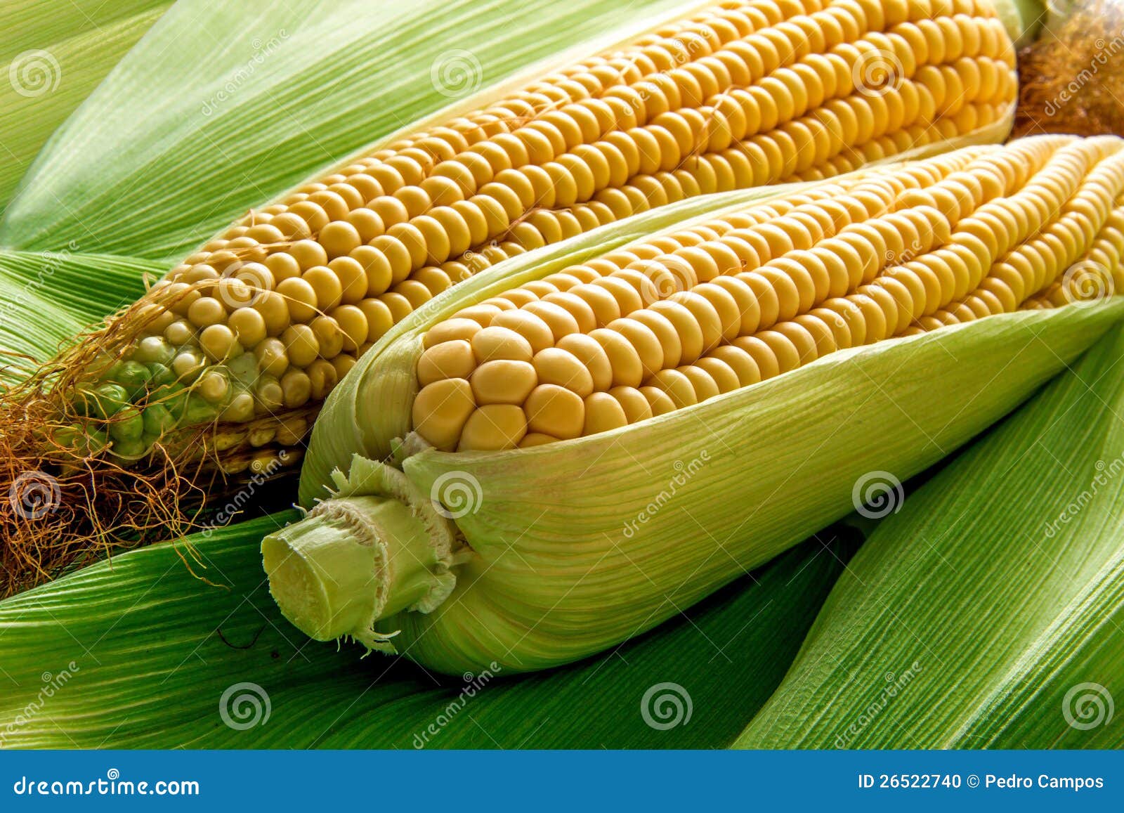 Corn and cob stock photo. Image of cornflakes, farm, culture - 26522740