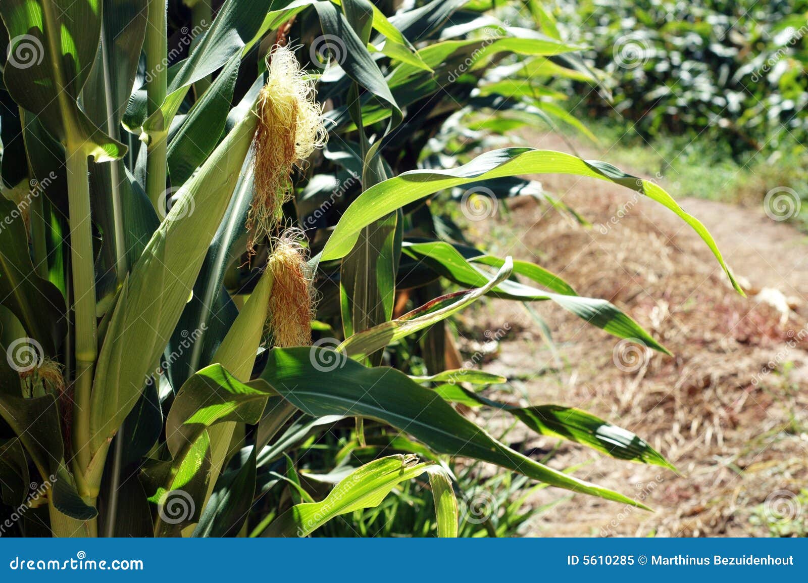 Corn On The Cob Picture. Image: 5610285