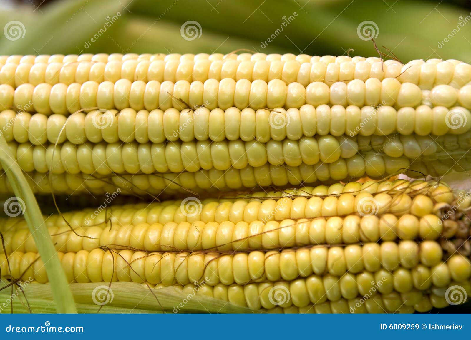 Corn on the cob stock image. Image of grown, crop, food - 6009259