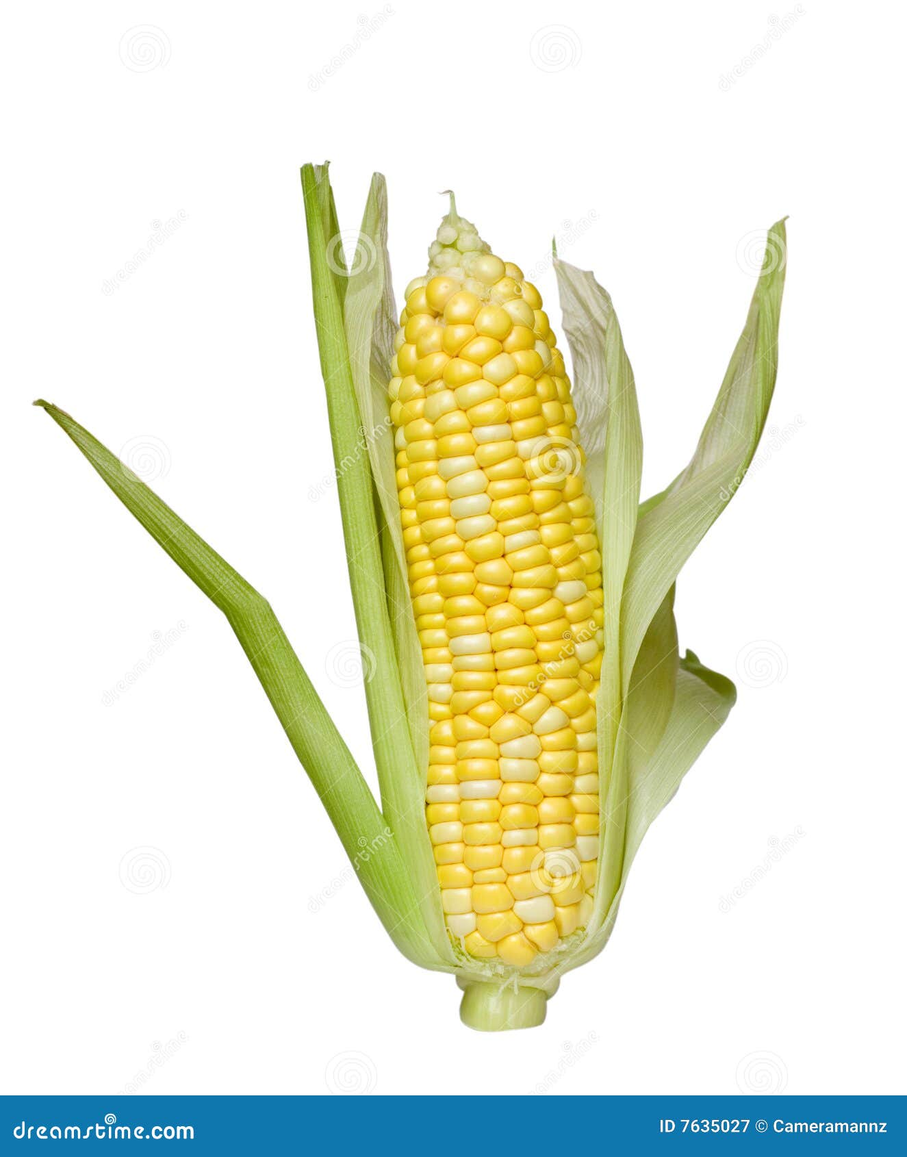 Corn cob stock image. Image of view, uneven, isolated - 7635027