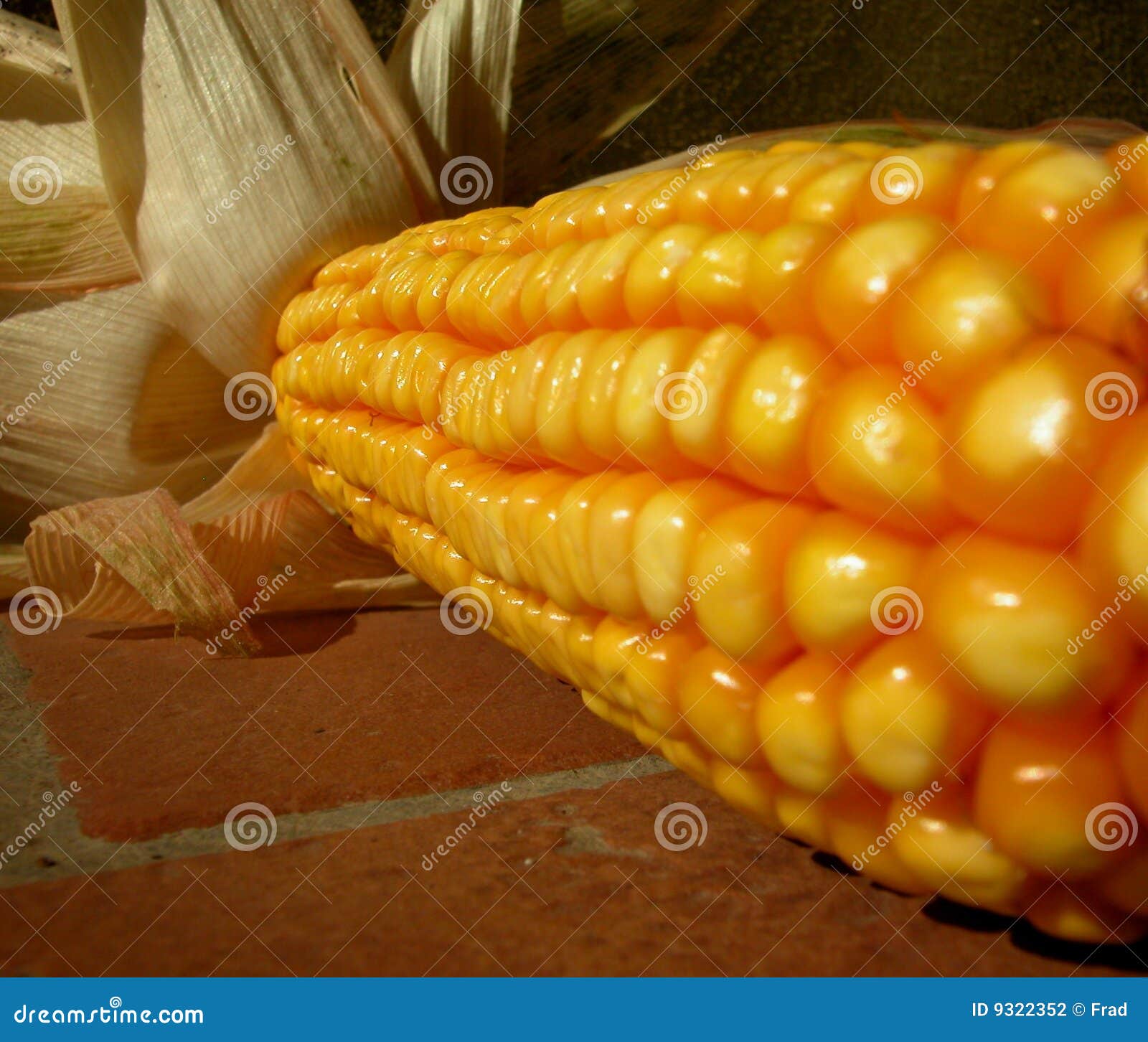 Corn-cob stock photo. Image of macro, yellow, collected - 9322352