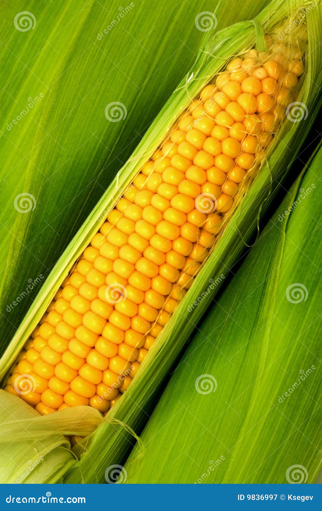 Corn on cob stock image. Image of nature, soft, energy - 9836997