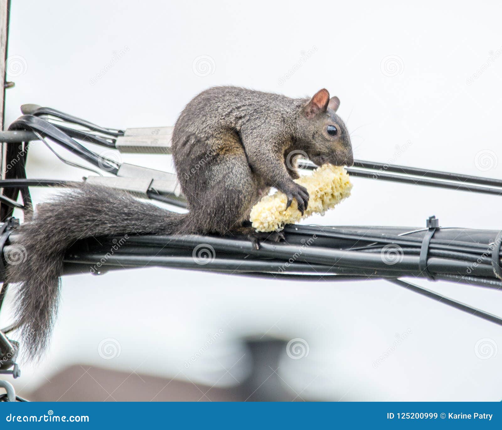Corn on the Cob for an Agile Squirrel Stock Image - Image of feed ...
