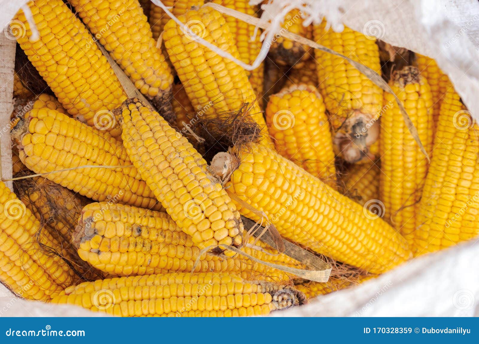 Corn cob in a bag stock image. Image of healthy, rustic - 170328359