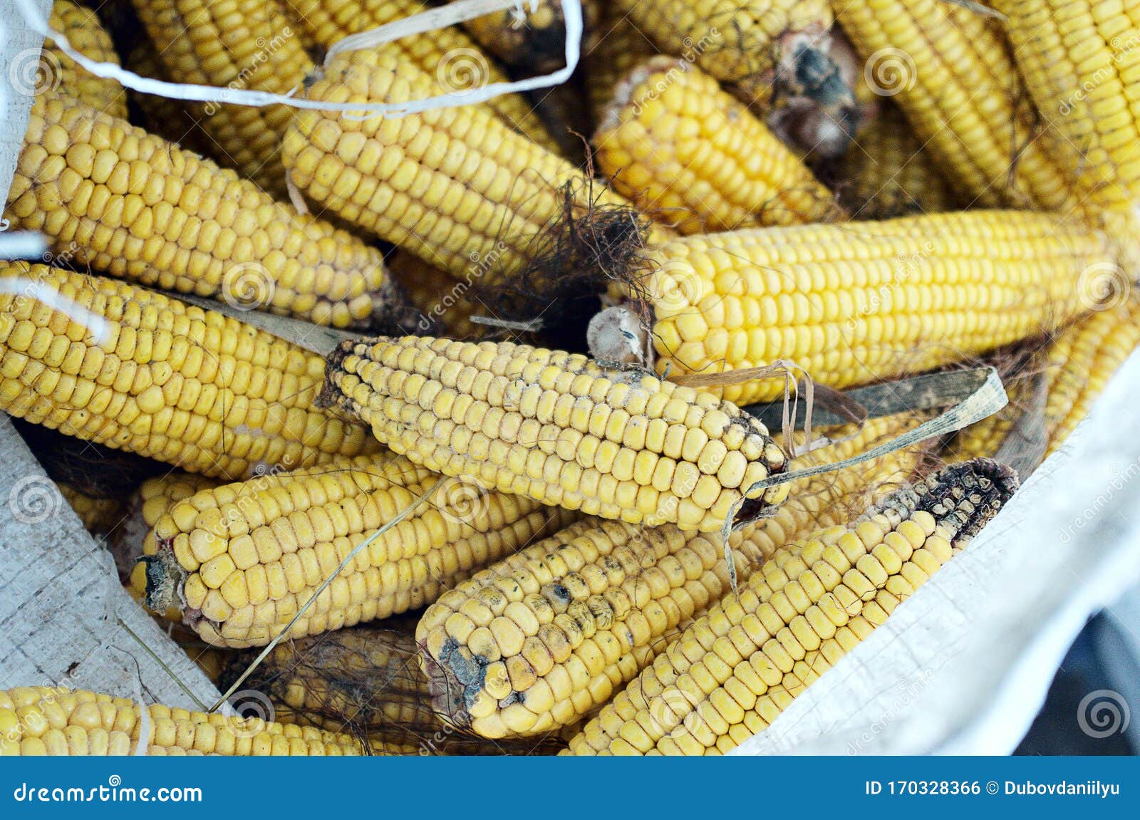 Corn cob in a bag stock photo. Image of cereal, green - 170328366