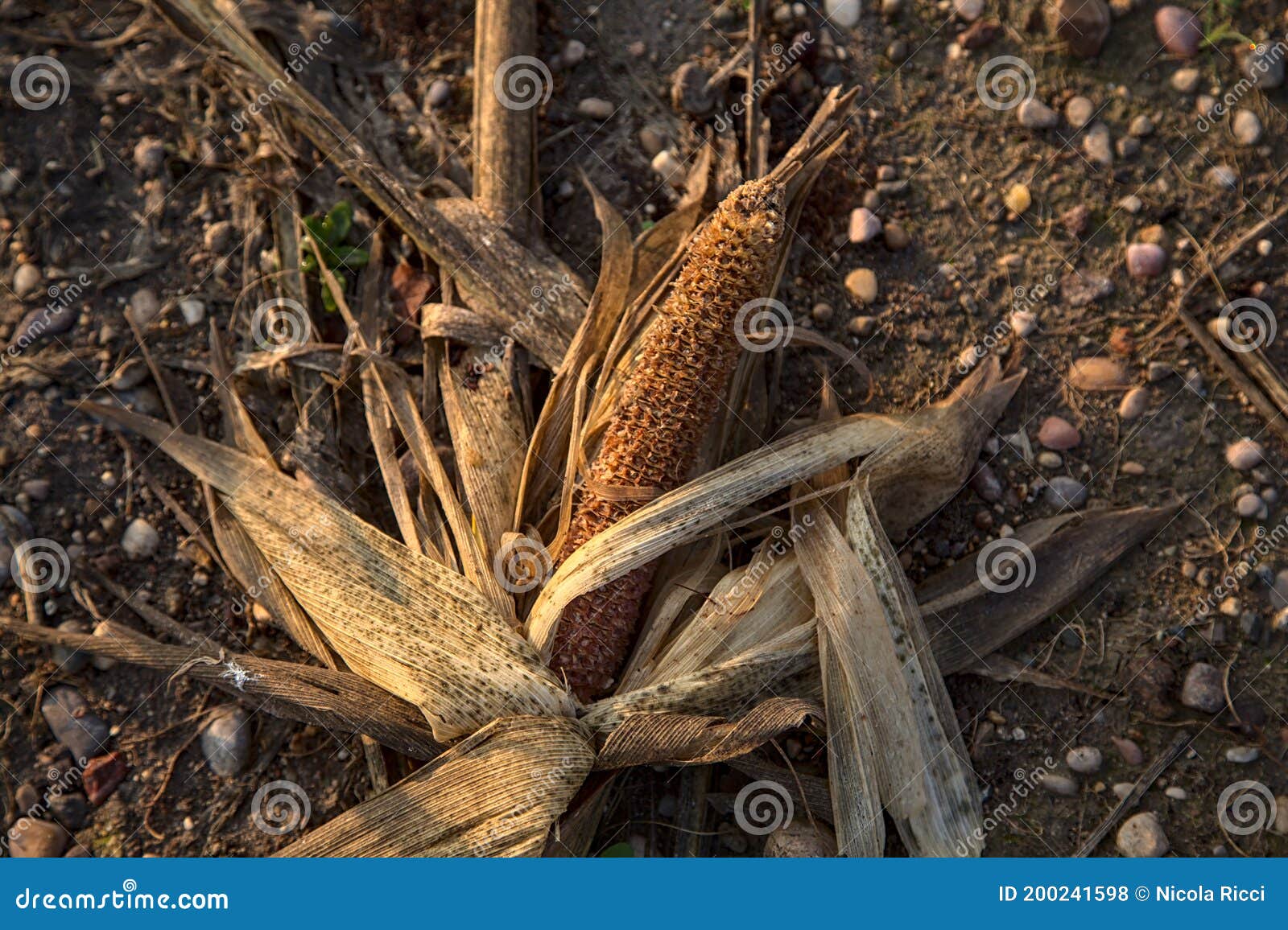 A Corn Cob on a Bare Ground Stock Photo - Image of equipment ...
