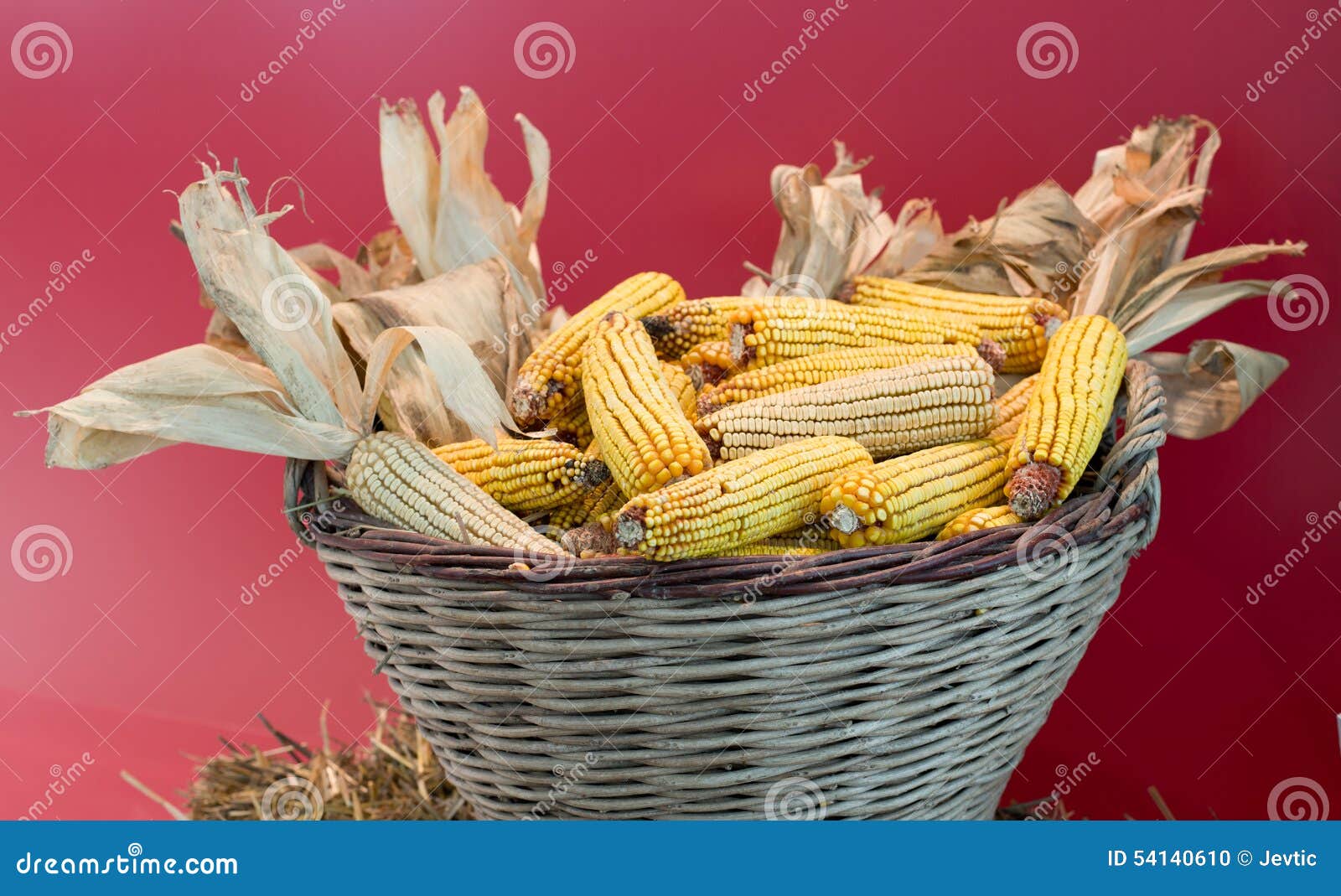 Corn cob in basket stock photo. Image of livestock, corn - 54140610