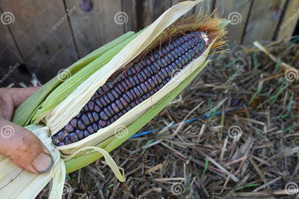 Corn Cob is Hanging from a String Stock Image - Image of autumn, farmer ...